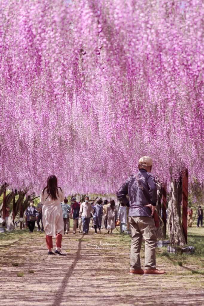 Wisteria Festival di Wake-cho Wisteria Park, Okayama – PPI Okayama